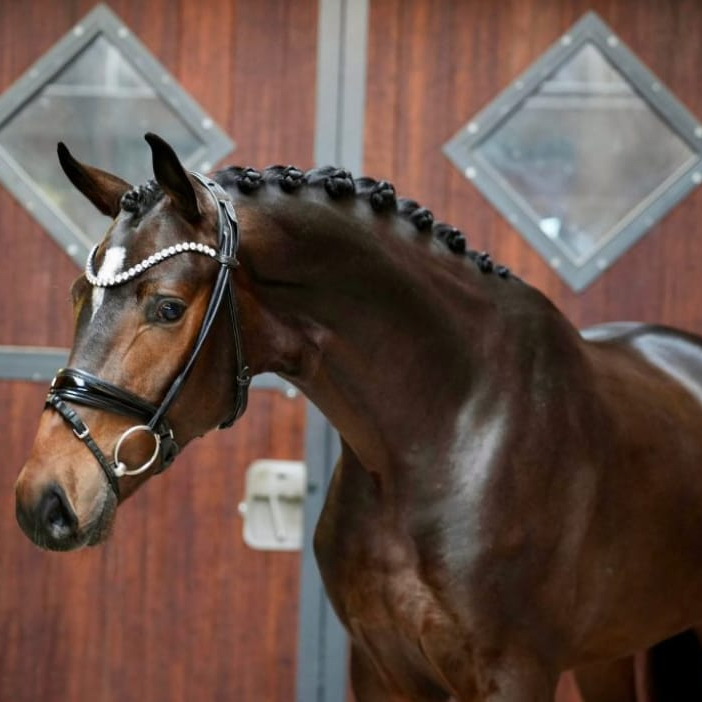 Elite Stallions - Stallions Discipline