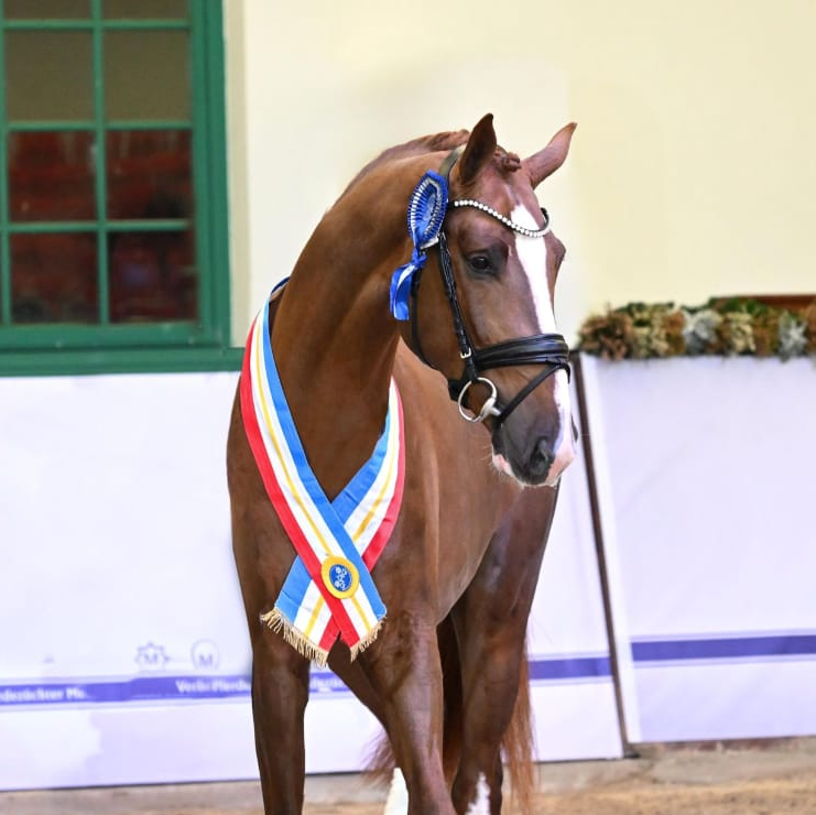 Elite Stallions - Stallions Discipline
