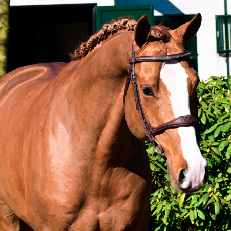 Elite Stallions - Stallions Discipline