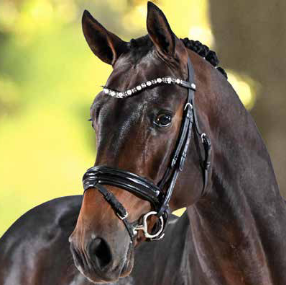 Elite Stallions - Stallions Discipline