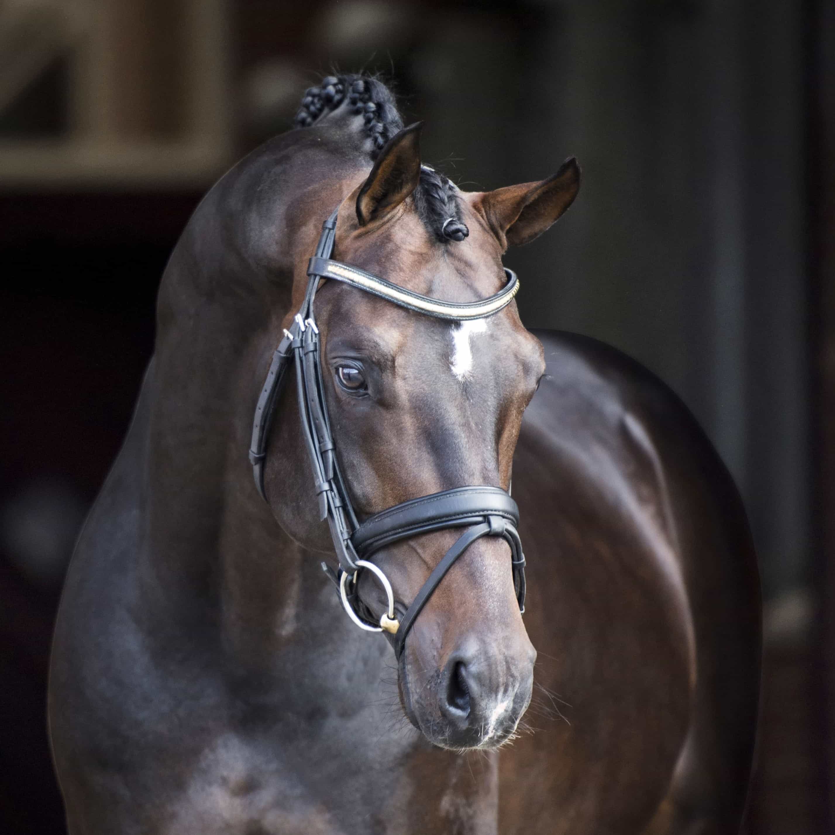 Hanoverian Horse Dressage