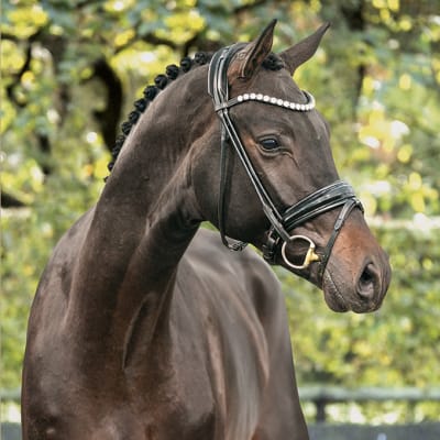 Elite Stallions - Stallions