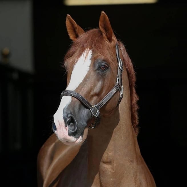 Elite Stallions - Stallion