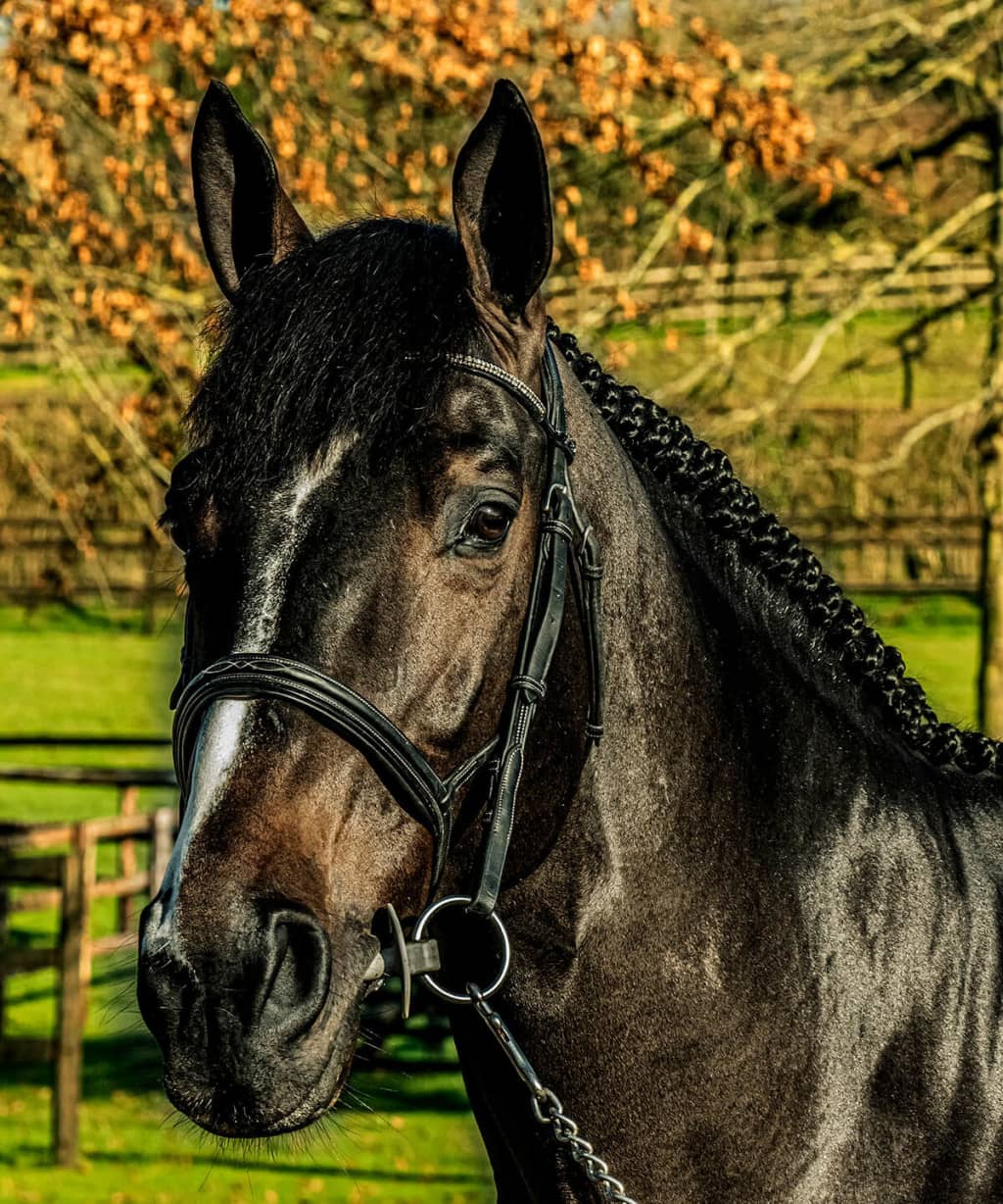 Elite Stallions - Stallion