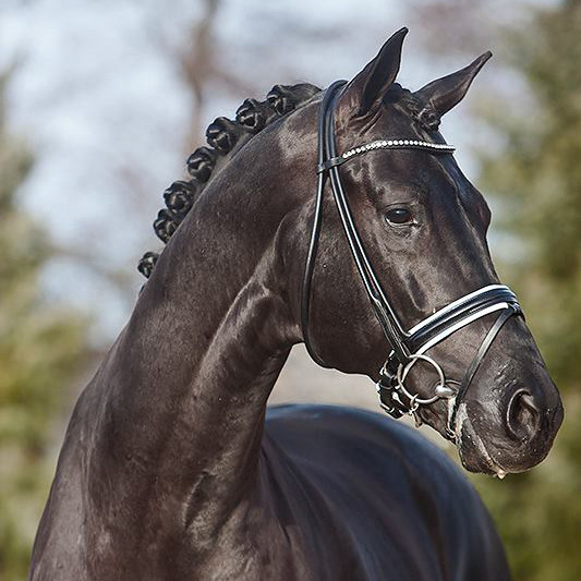 Elite Stallions - Stallion