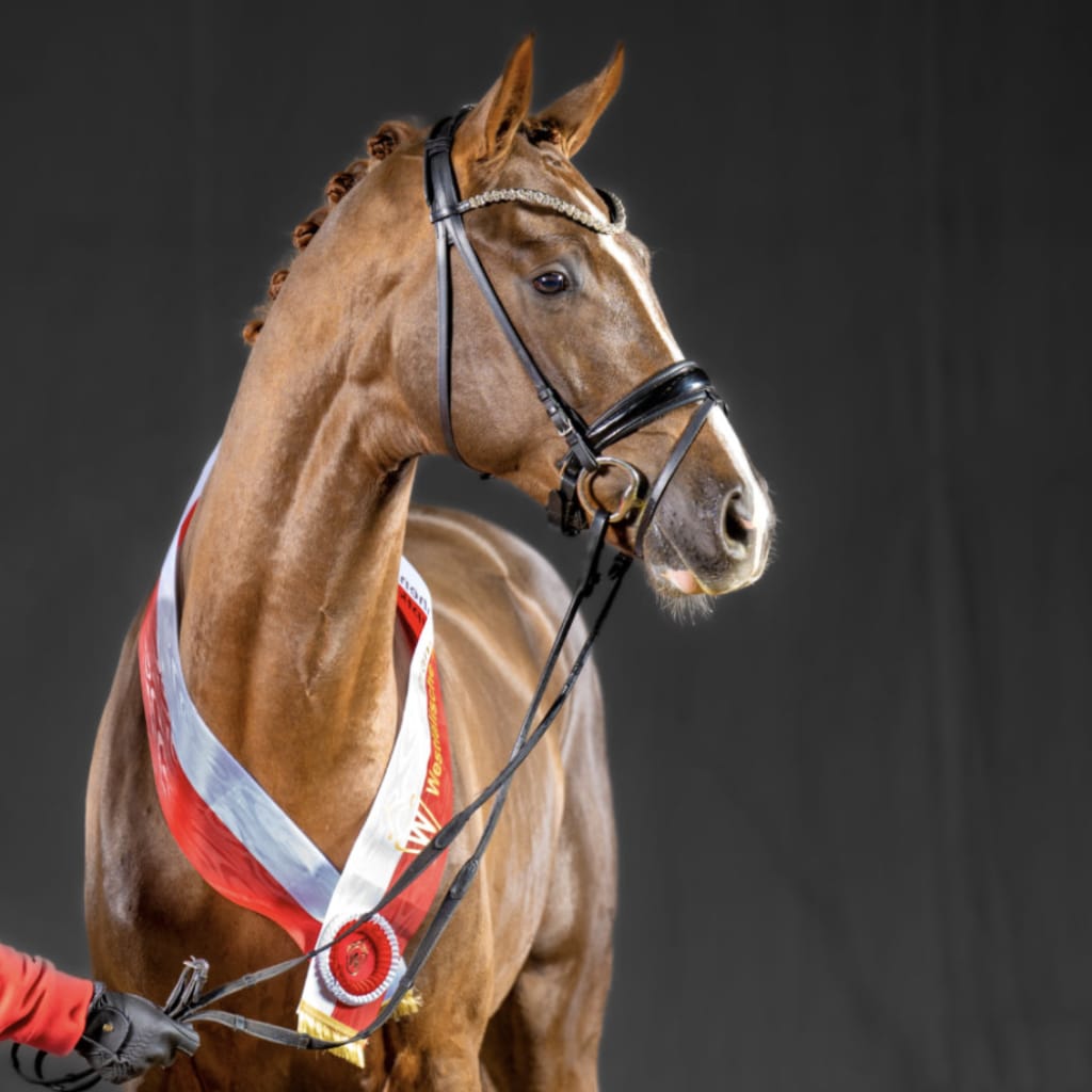 Elite Stallions - Stallion