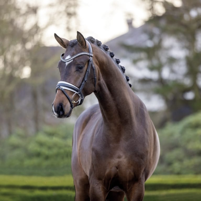 Elite Stallions - Stallion