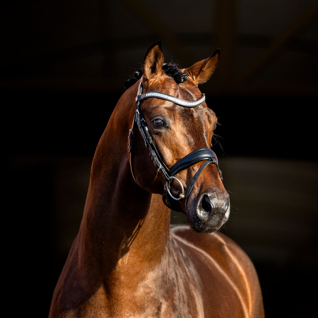 Elite Stallions - Stallions