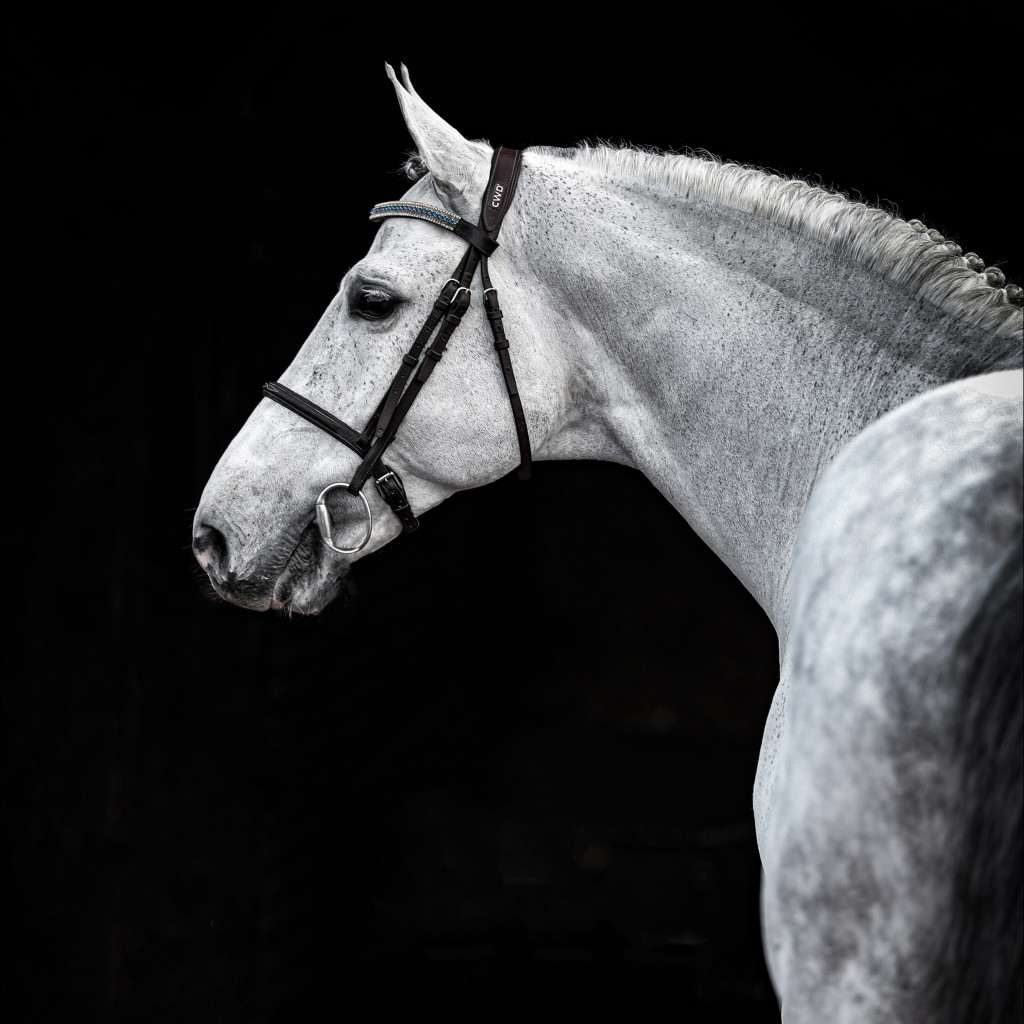 Elite Stallions - Stallion