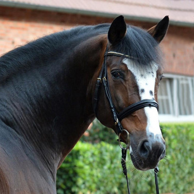 Elite Stallions - Stallion