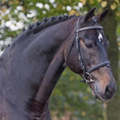 Elite Stallions - Stallion