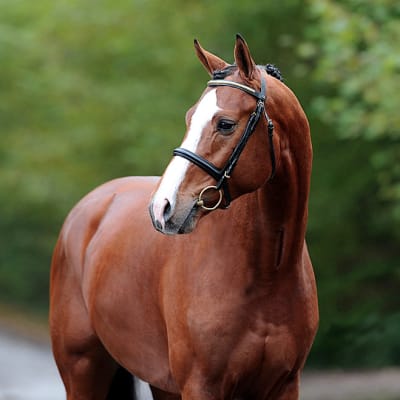 Elite Stallions - Stallion