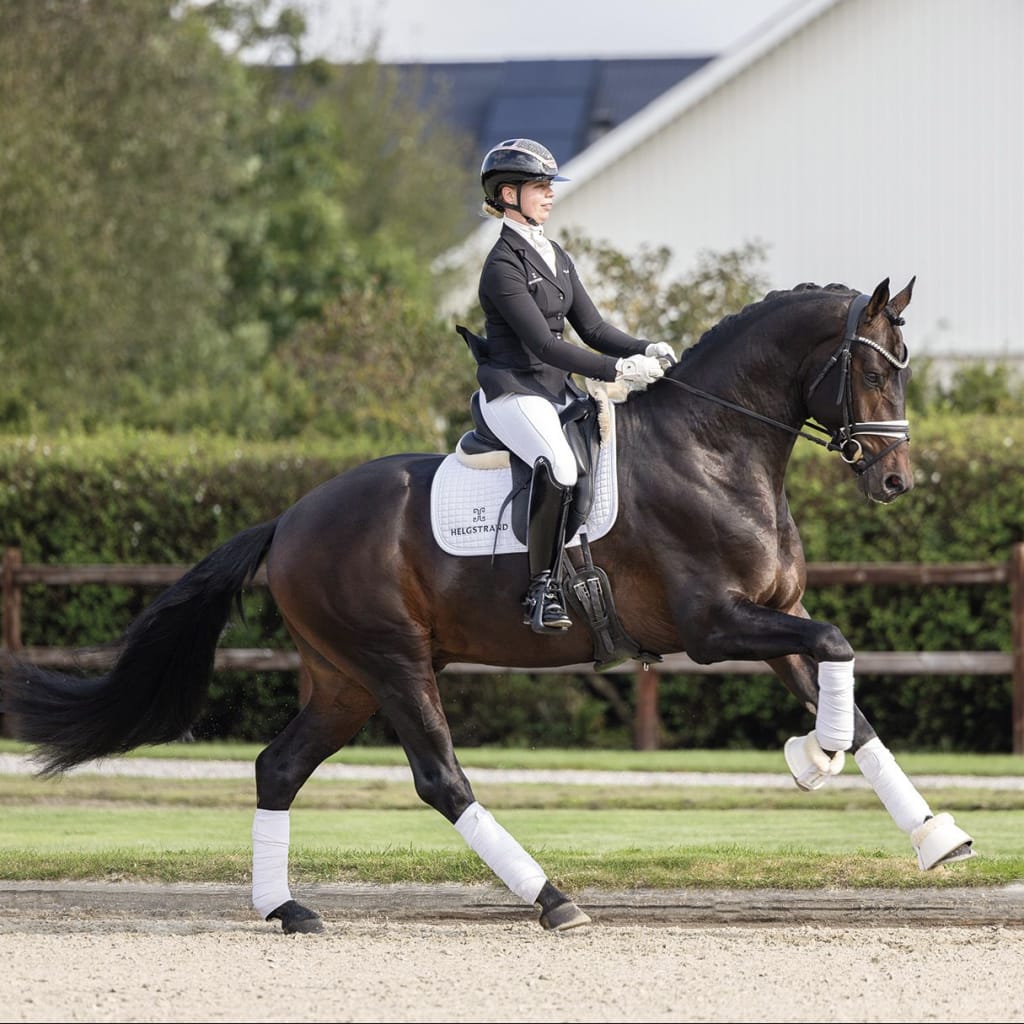 Elite Stallions - Stallions