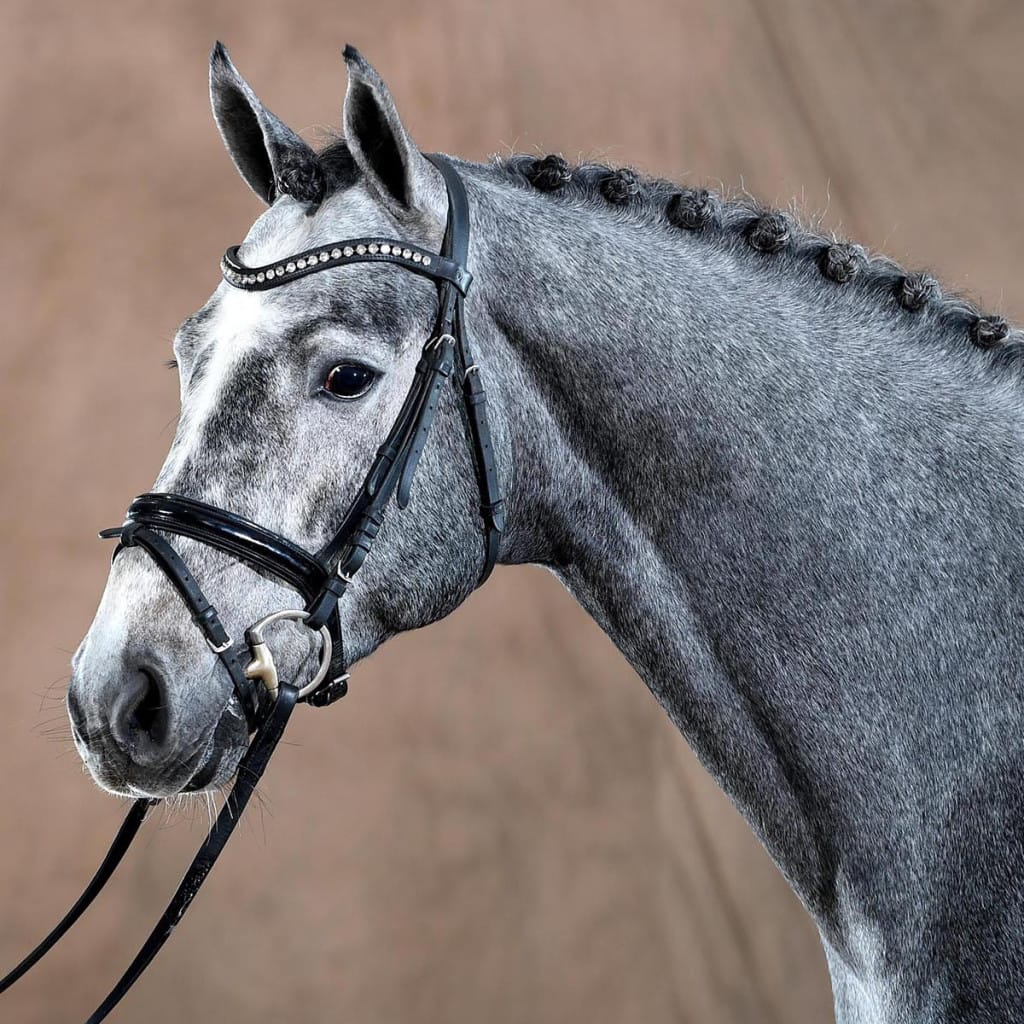 Elite Stallions - Stallion