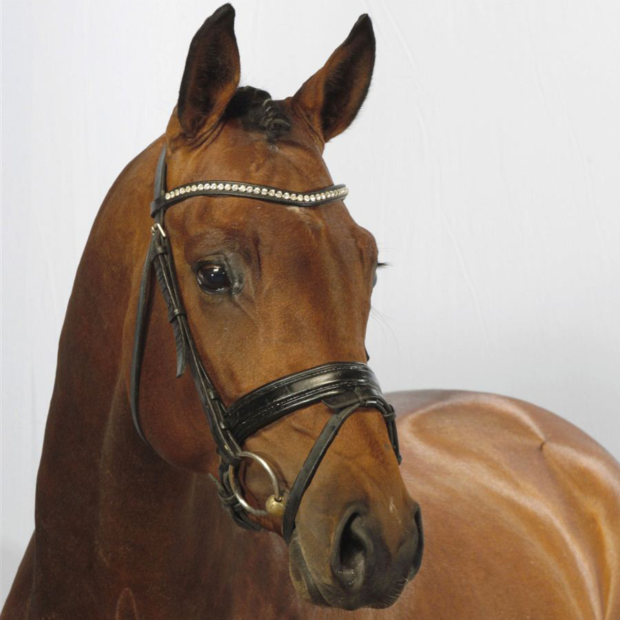 Elite Stallions - Stallion