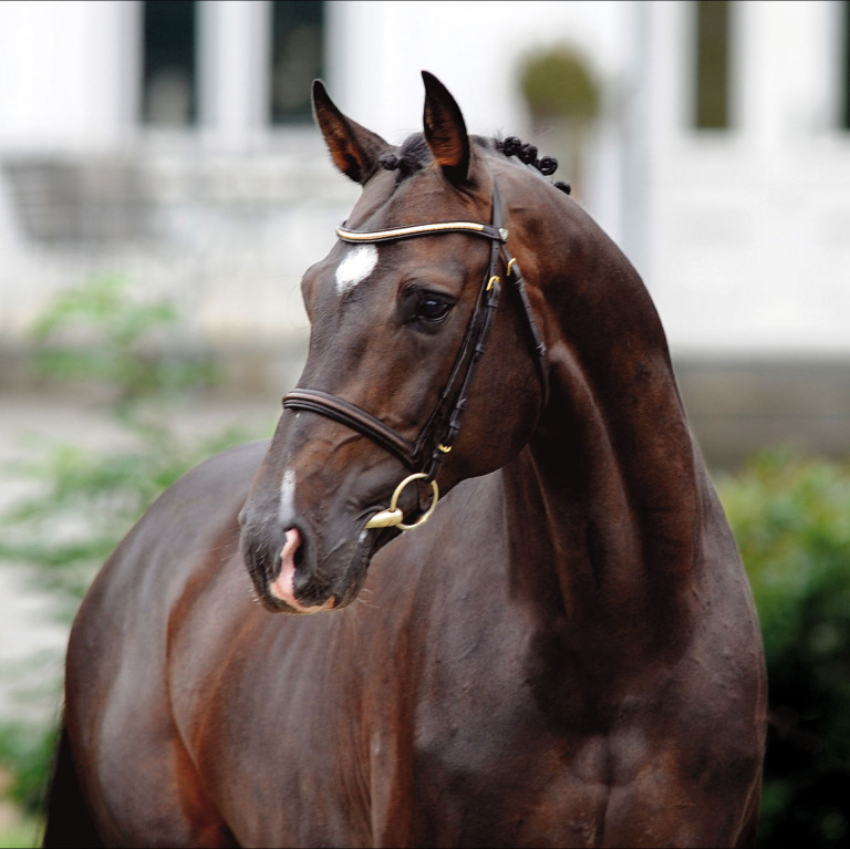 Elite Stallions - Stallion
