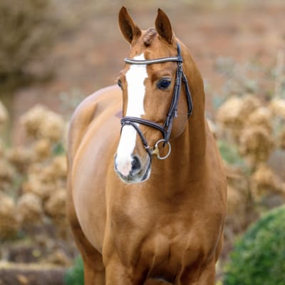 Elite Stallions - Stallions