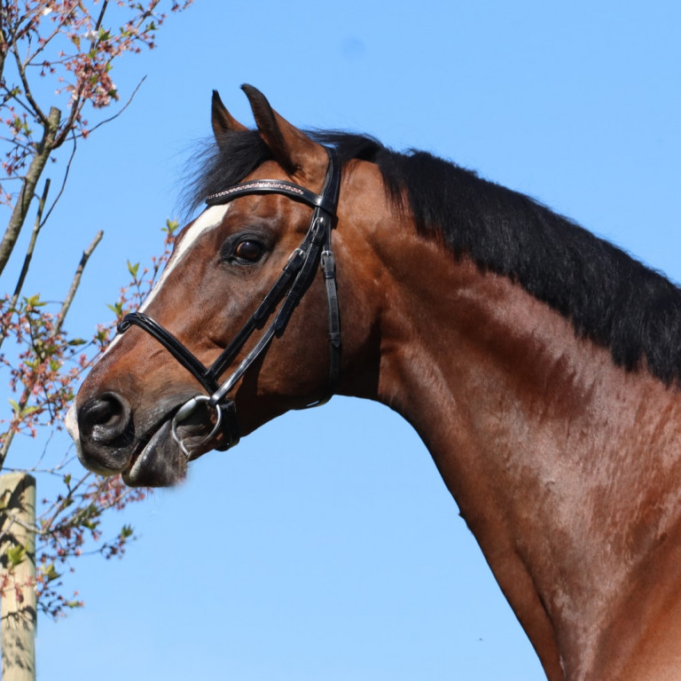 Elite Stallions - Stallion