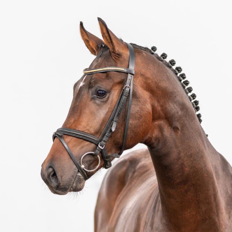 Elite Stallions - Stallions