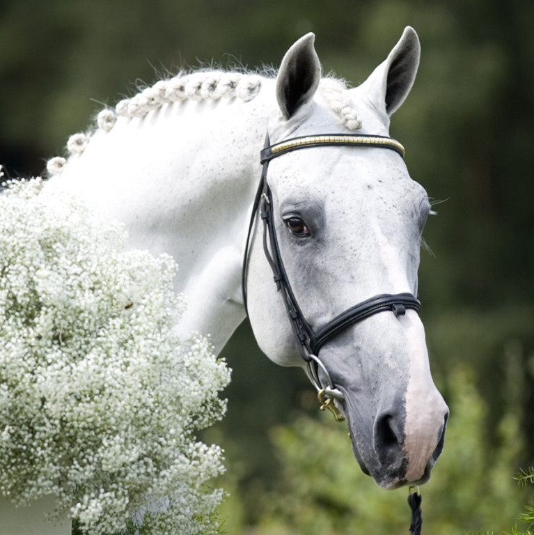 Elite Stallions - Stallion