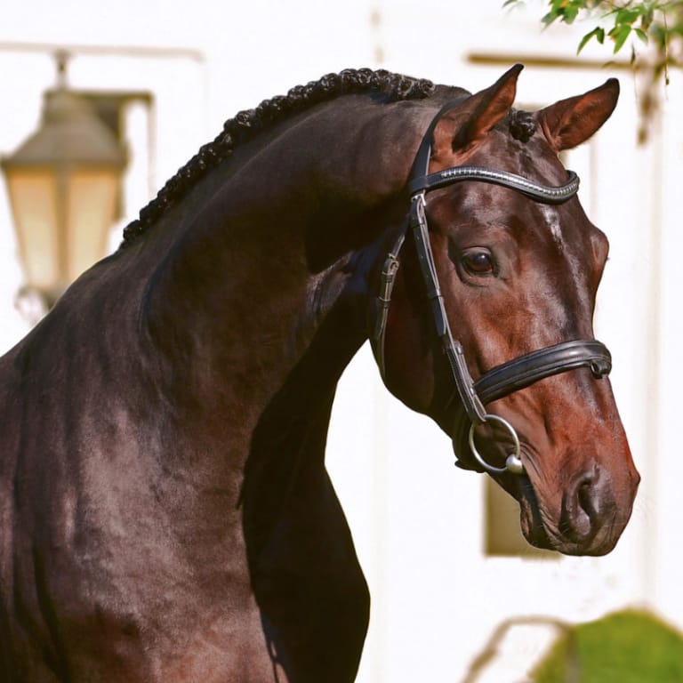 Elite Stallions - Stallions