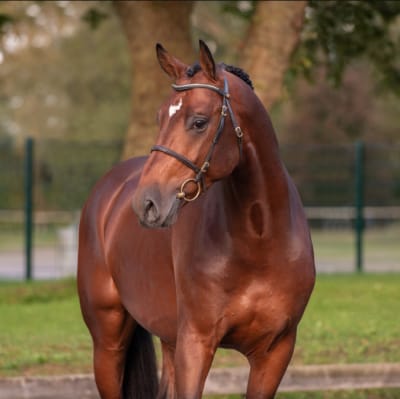 Elite Stallions - Stallions