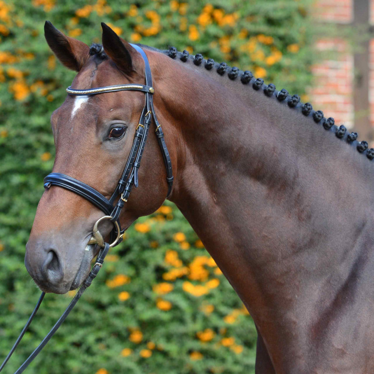 Elite Stallions - Stallion