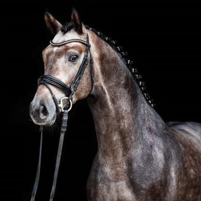 Elite Stallions - Stallion