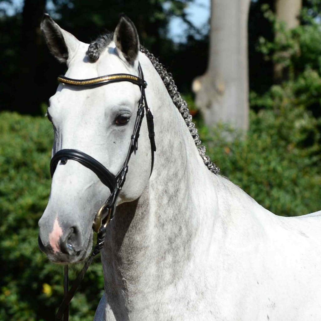 Elite Stallions - Stallion