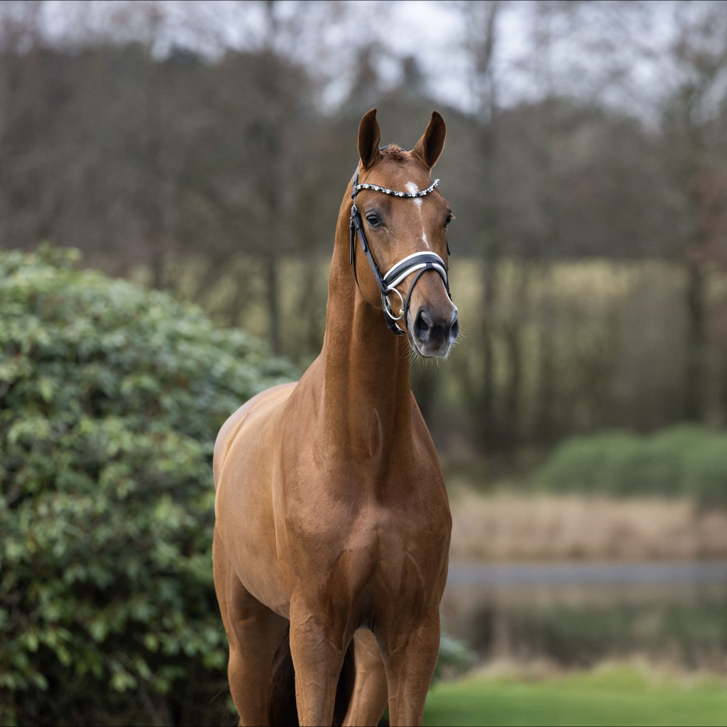 Elite Stallions - Stallions