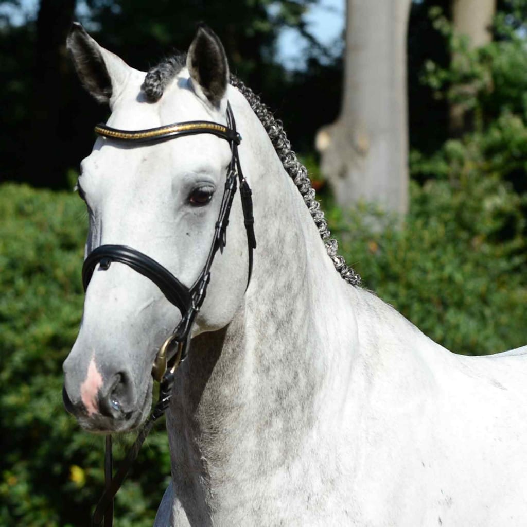 Elite Stallions - Stallion