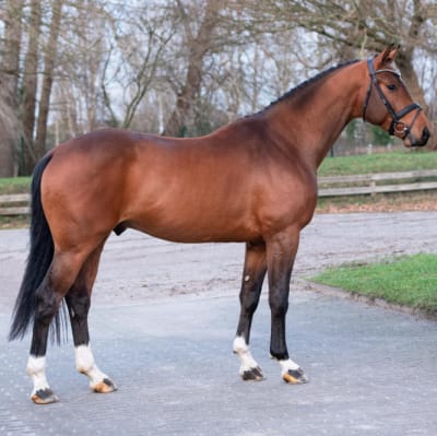 Elite Stallions - Stallion