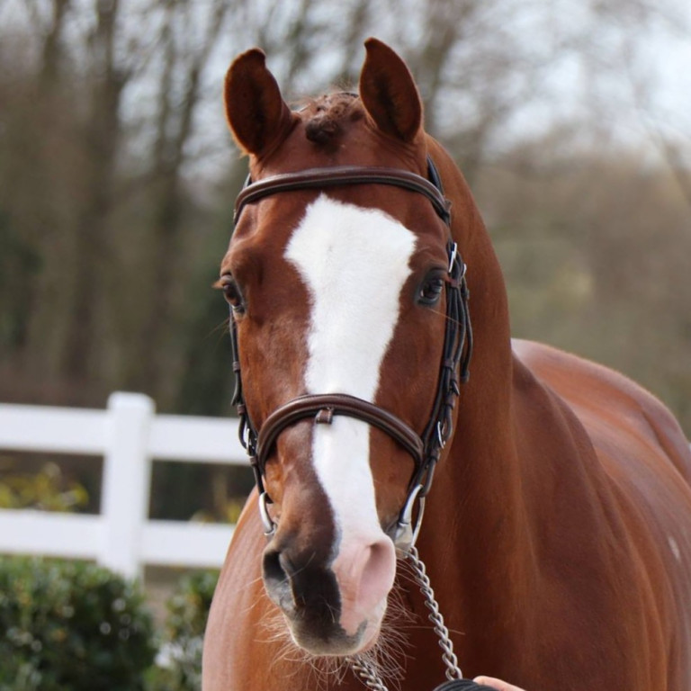 Elite Stallions - Stallion