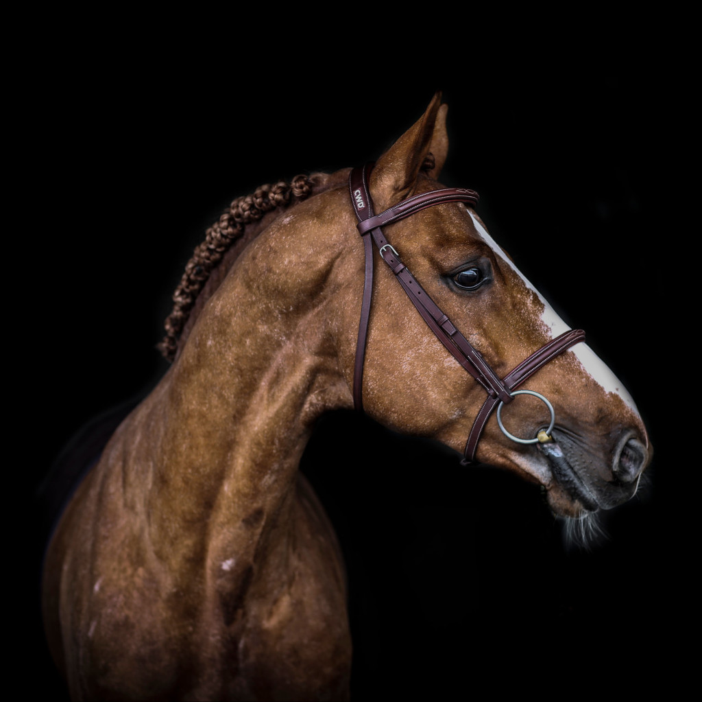 Elite Stallions - Stallions