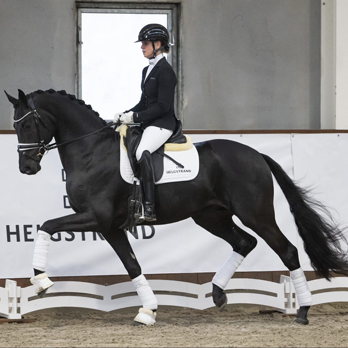 Elite Stallions - Stallions