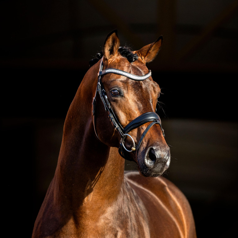 Elite Stallions - Stallions