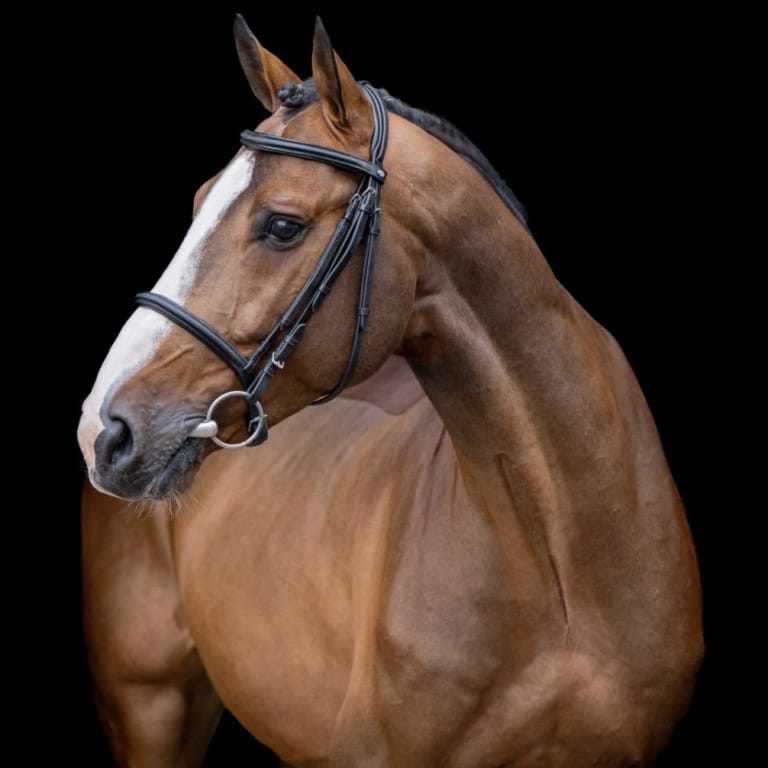 Elite Stallions - Stallions