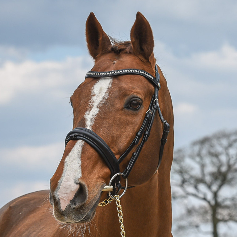 Elite Stallions - Stallions