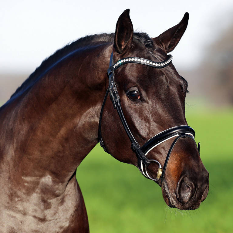 Elite Stallions - Stallion