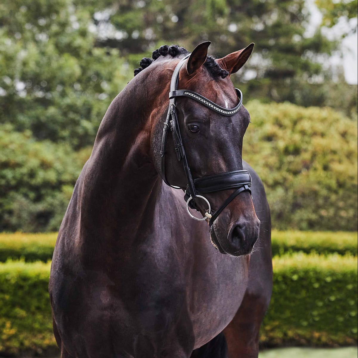 Elite Stallions - Stallion