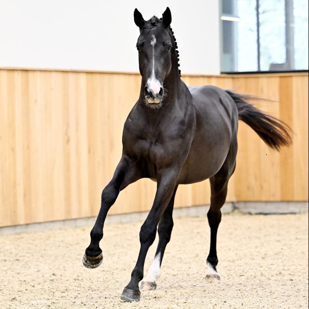 Elite Stallions - Stallion