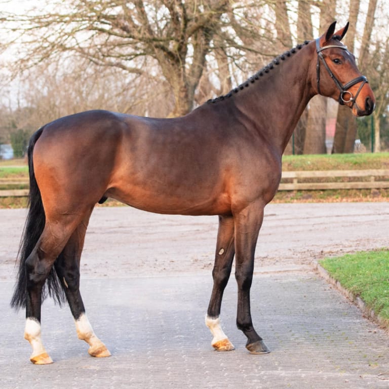 Elite Stallions - Stallion