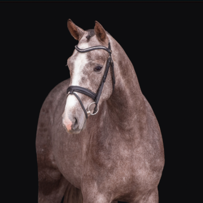 Elite Stallions - Stallions