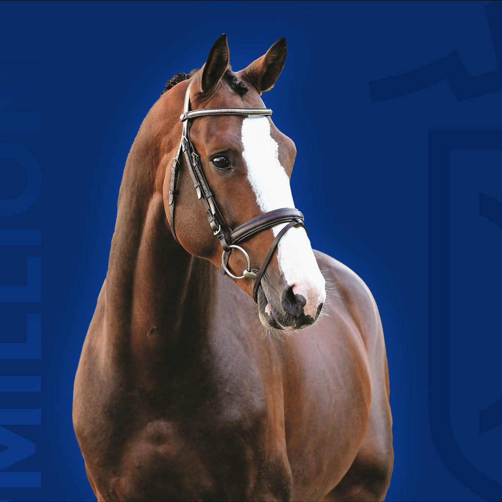 Elite Stallions - Stallion