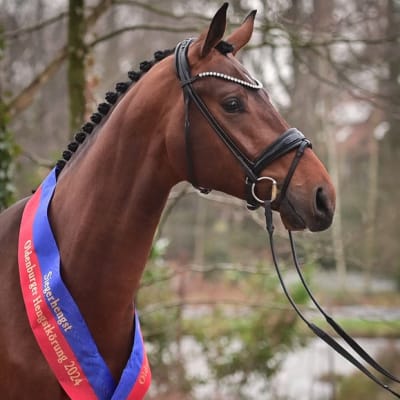 Elite Stallions - Stallion