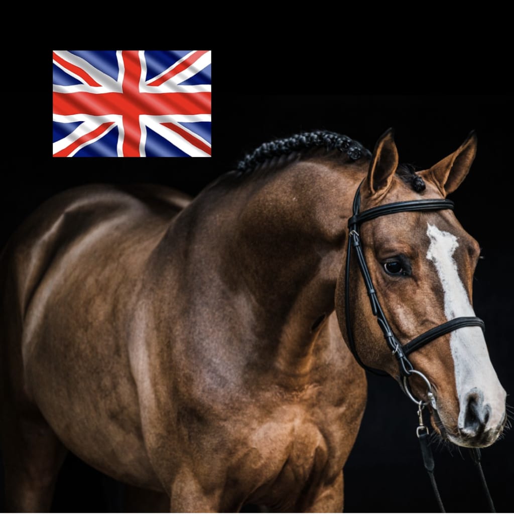 Elite Stallions - Stallions