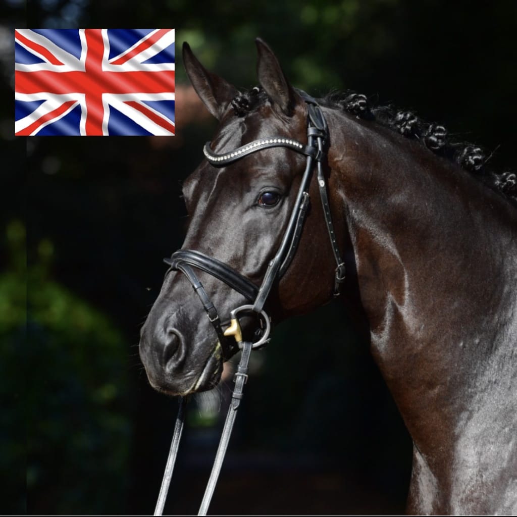 Elite Stallions - Stallions