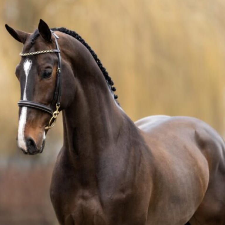 Elite Stallions - Stallions