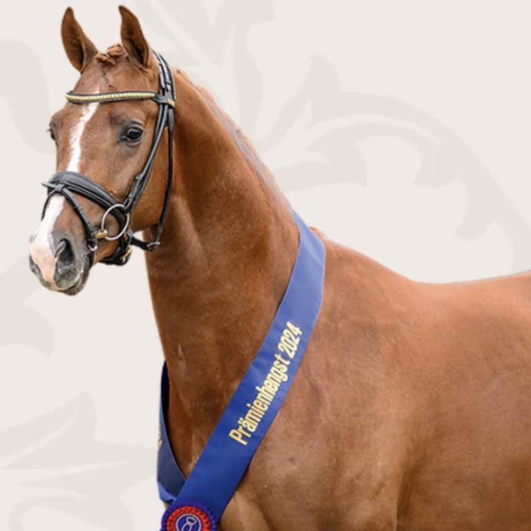 Elite Stallions - Stallions