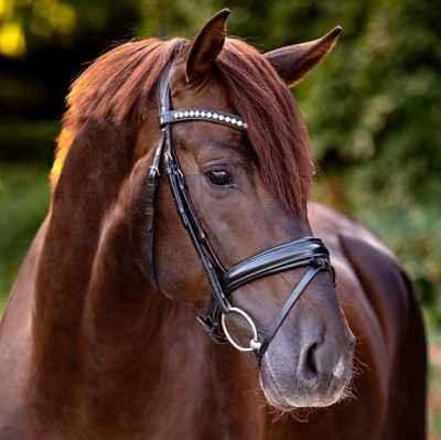 Elite Stallions - Stallion